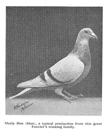 iPigeon.com - Racing Pigeon Auction