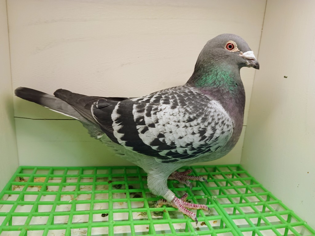 iPigeon.com - Racing Pigeon Auction