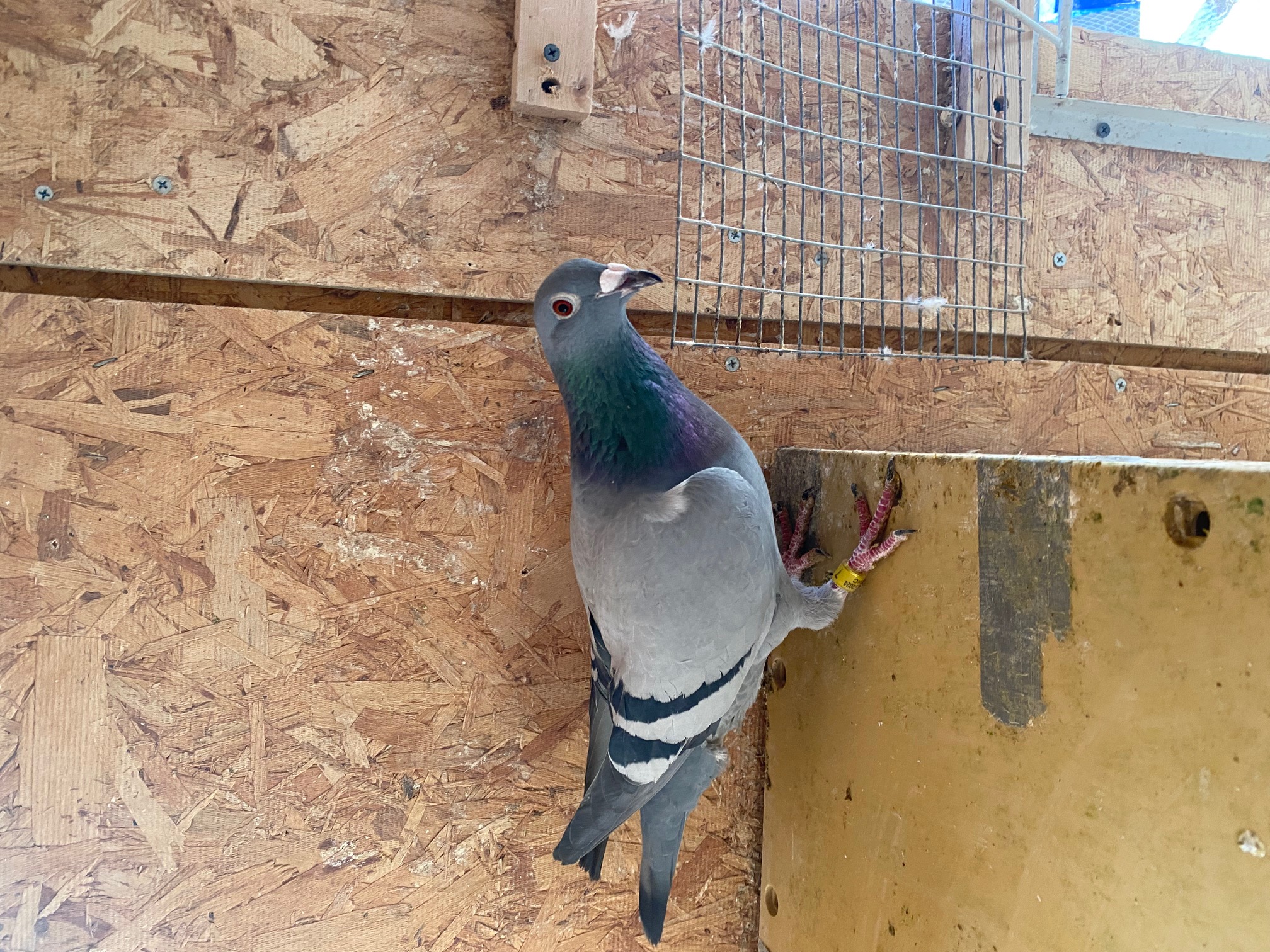 iPigeon.com - Racing Pigeon Auction