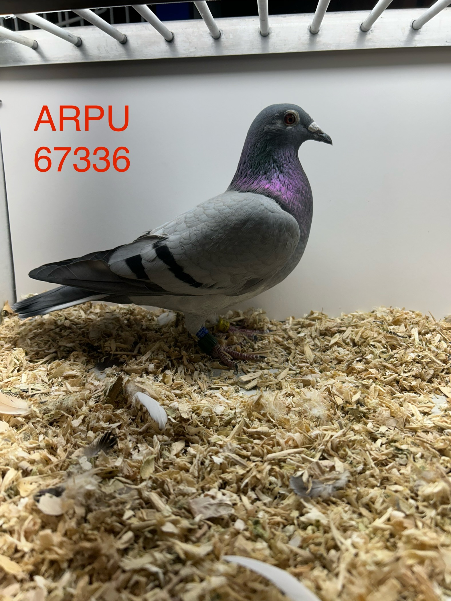 iPigeon.com - Racing Pigeon Auction
