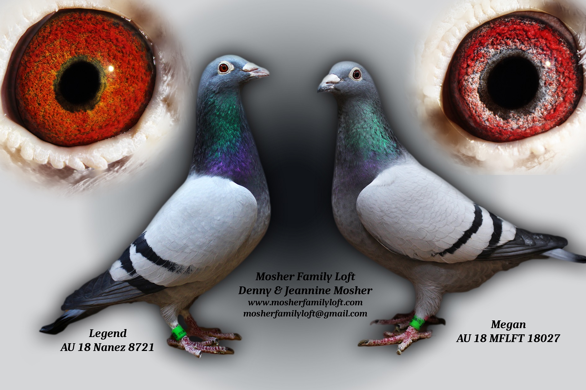 iPigeon.com - Racing Pigeon Auction