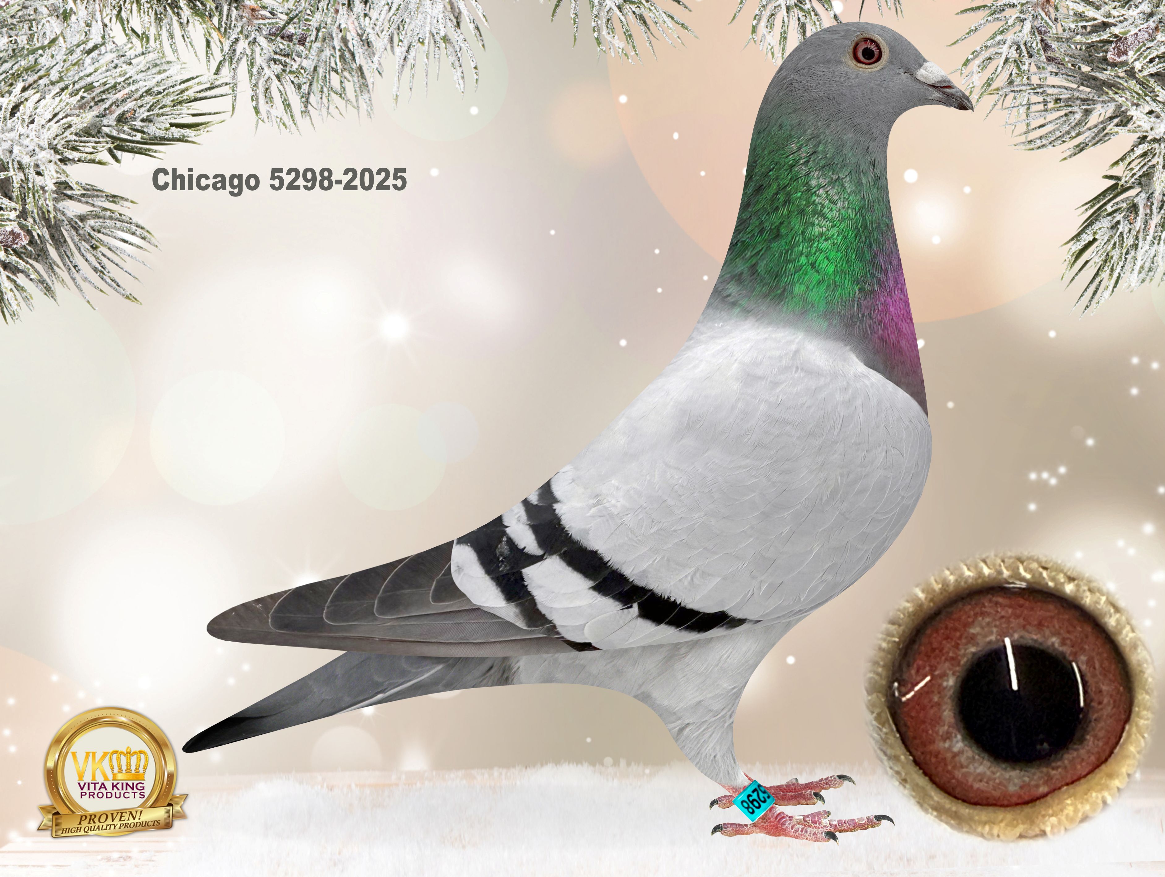 iPigeon.com - Racing Pigeon Auction
