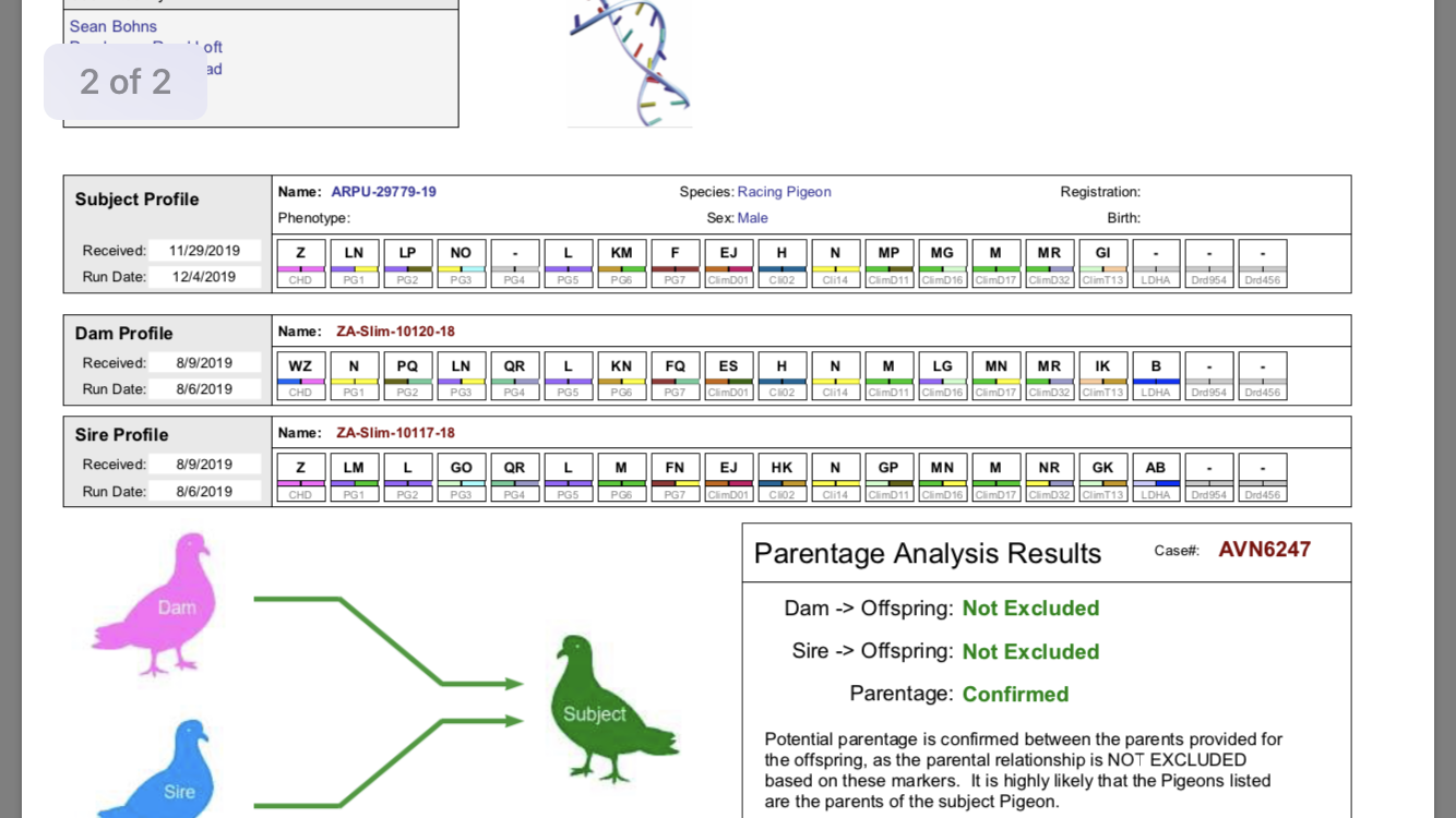 iPigeon.com - Racing Pigeon Auction