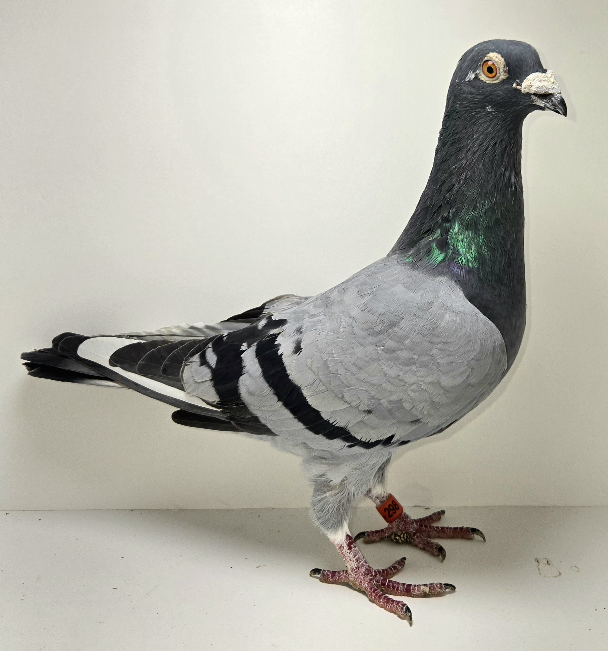 iPigeon.com - Racing Pigeon Auction
