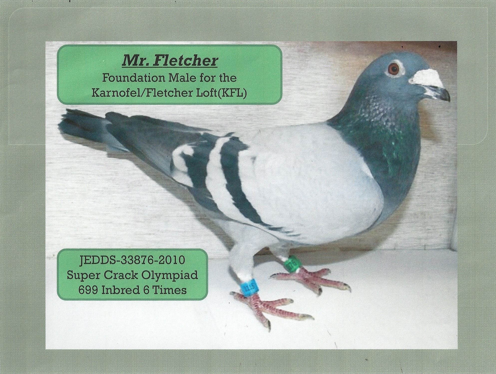 iPigeon.com - Racing Pigeon Auction