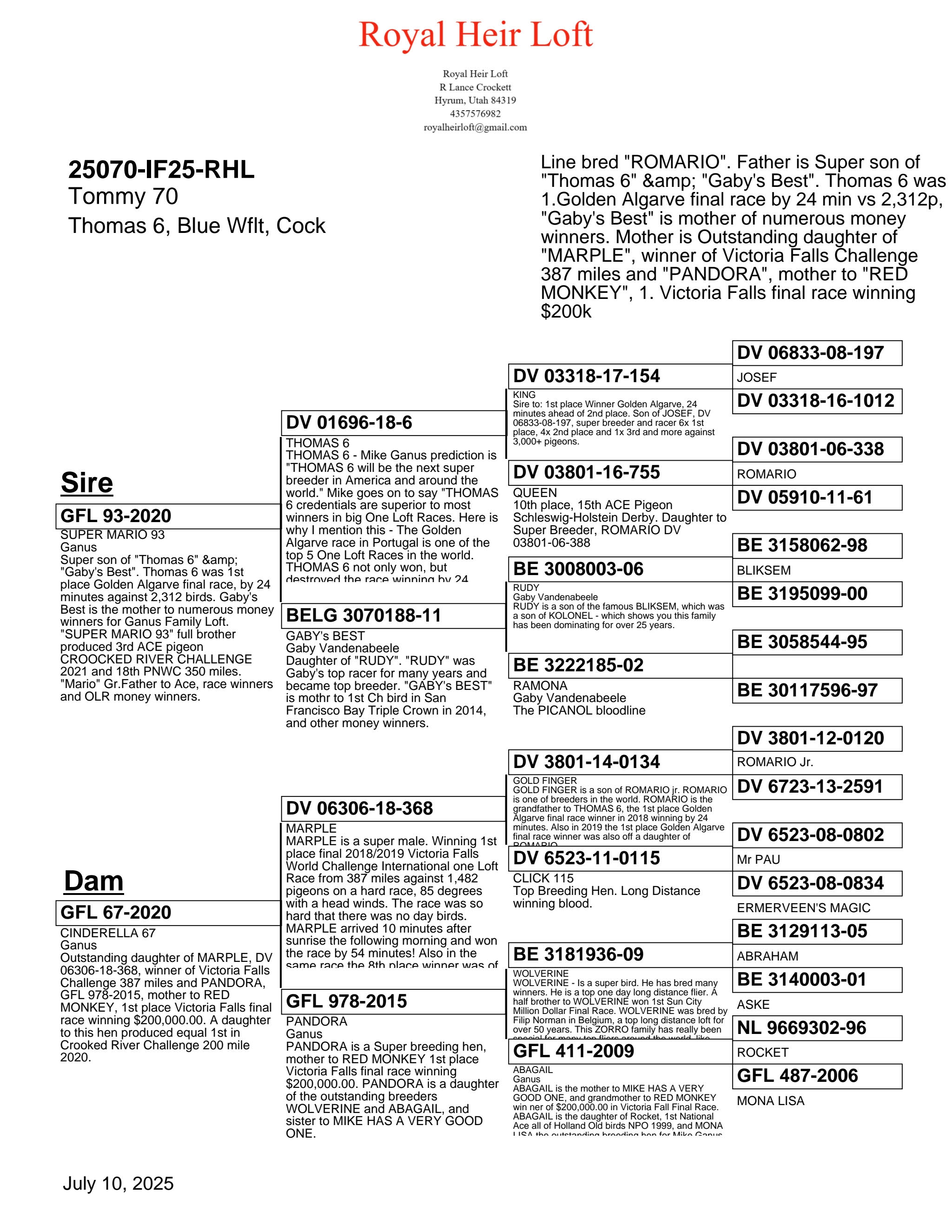 iPigeon.com - Racing Pigeon Auction