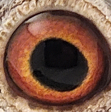 iPigeon.com - Racing Pigeon Auction