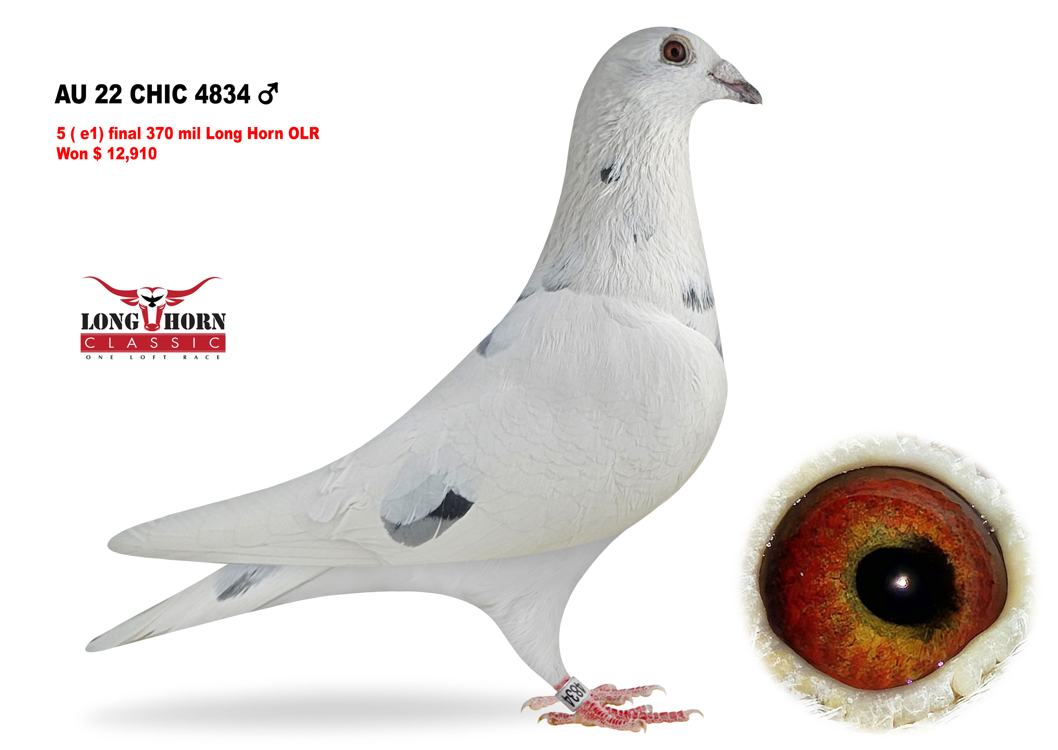 iPigeon.com - Racing Pigeon Auction