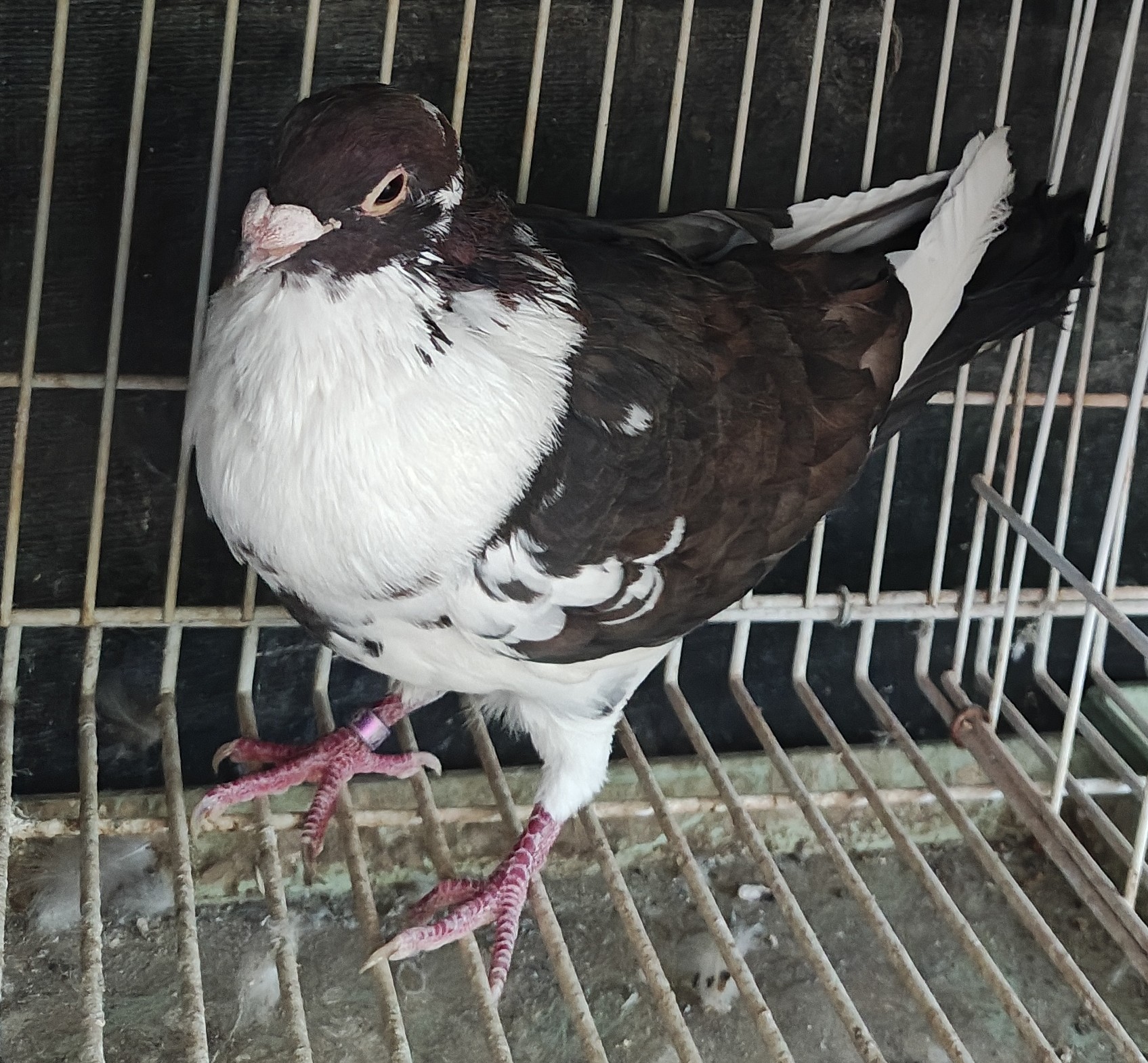 iPigeon.com - Racing Pigeon Auction