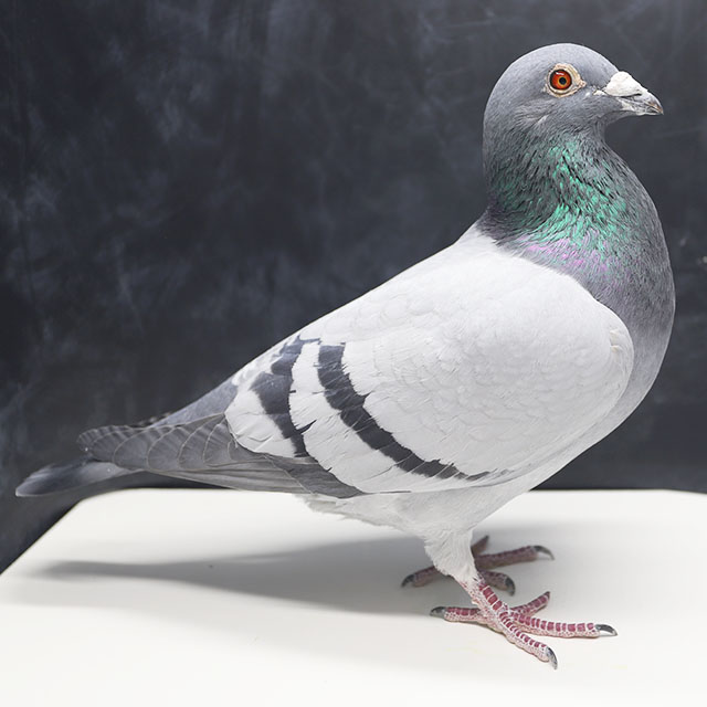 iPigeon.com - Racing Pigeon Auction
