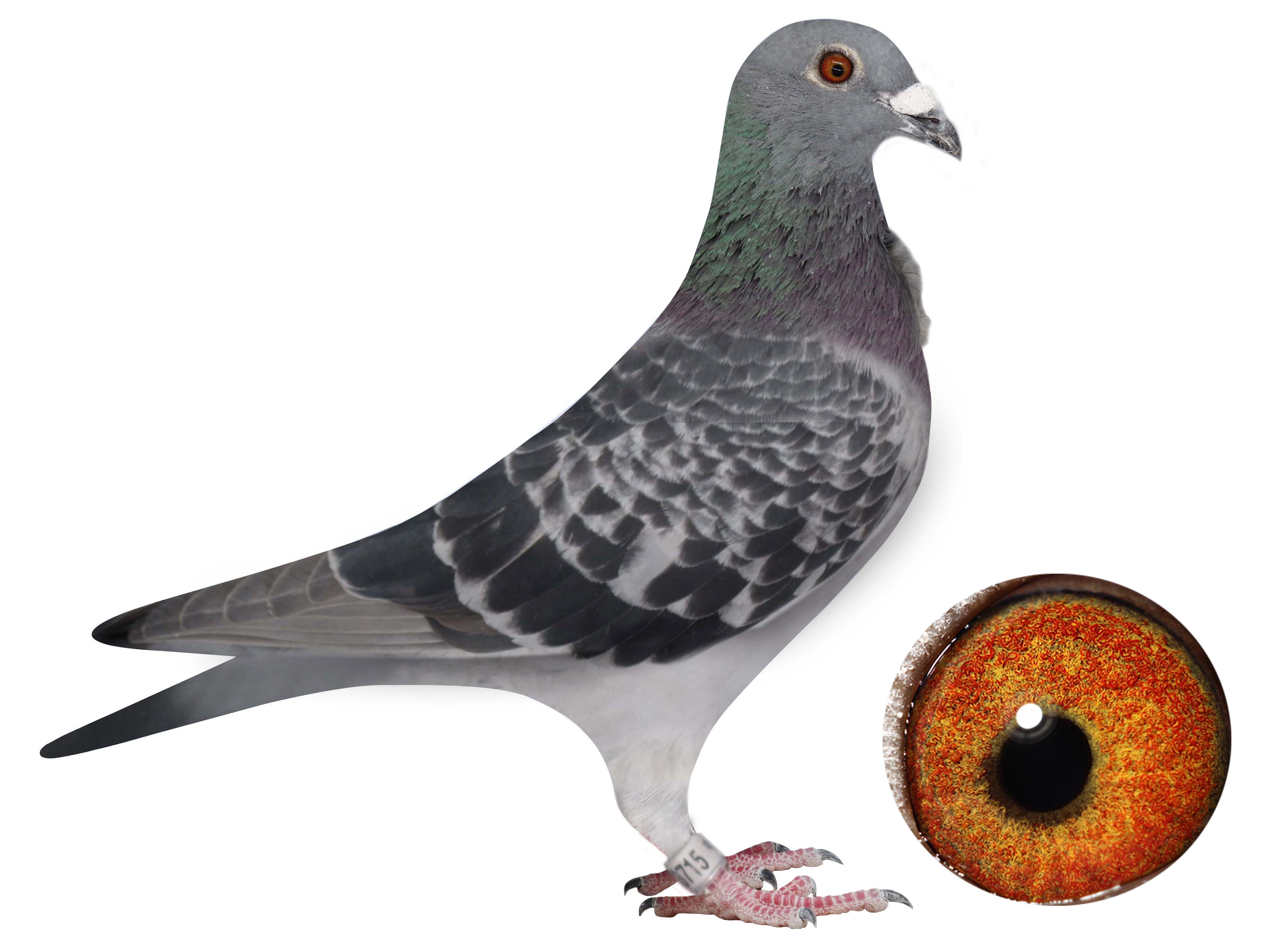 iPigeon.com - Racing Pigeon Auction