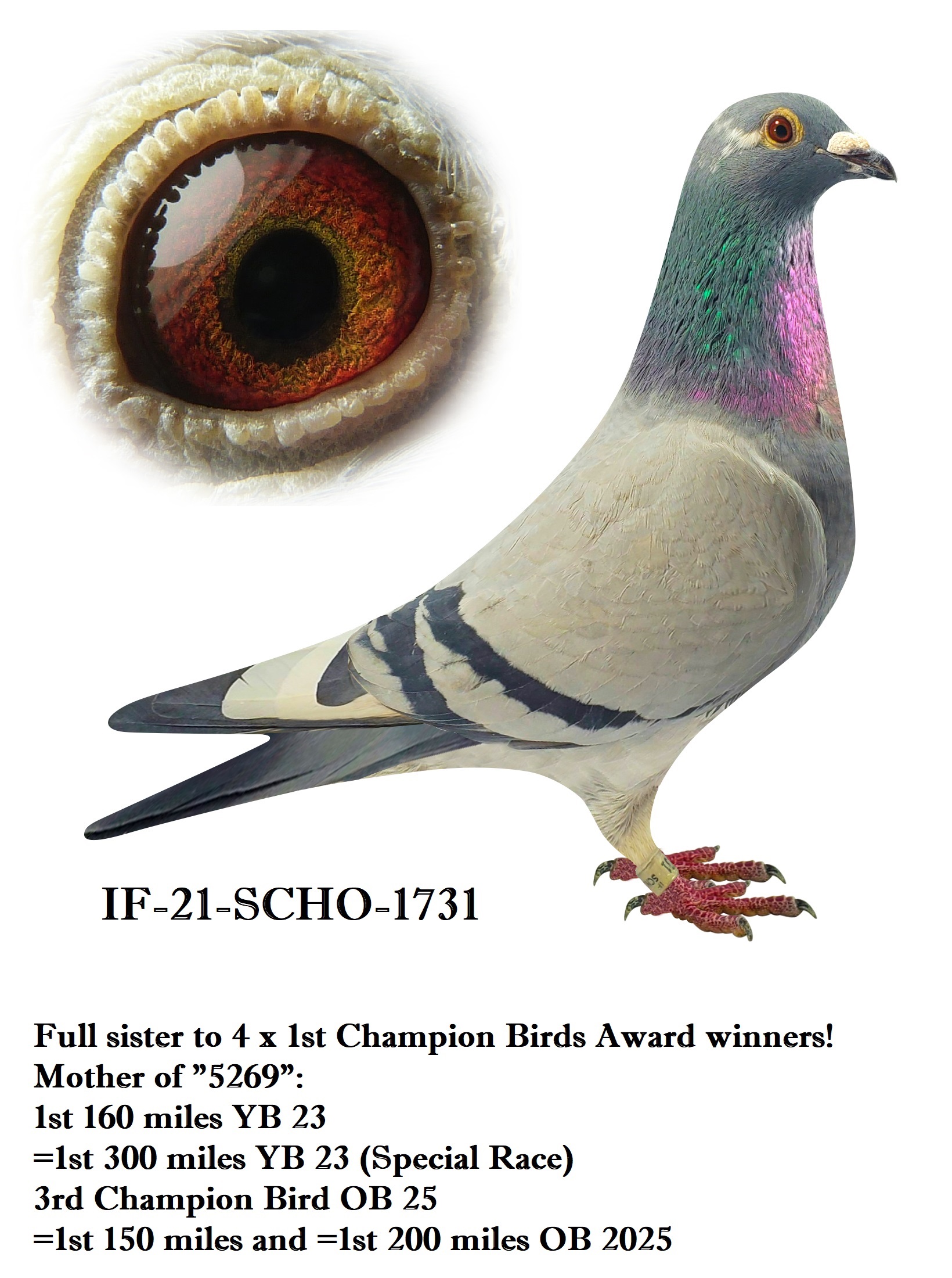 iPigeon.com - Racing Pigeon Auction