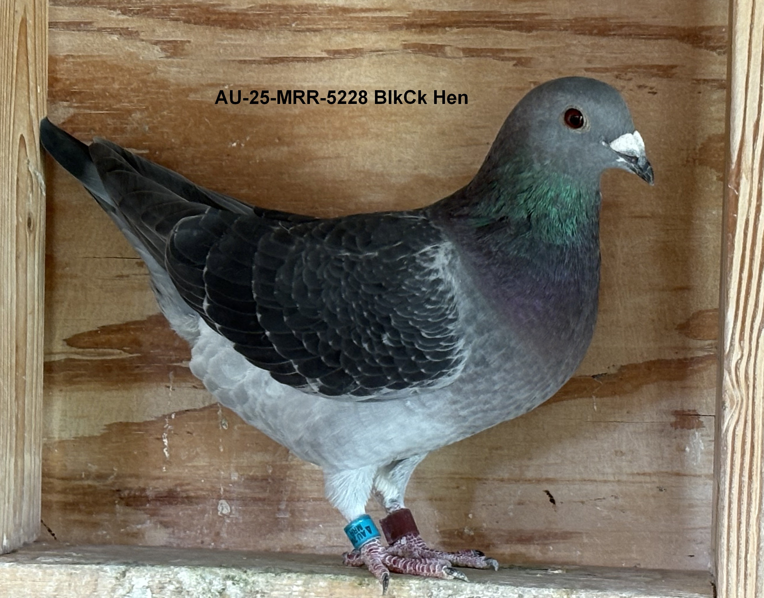 iPigeon.com - Racing Pigeon Auction