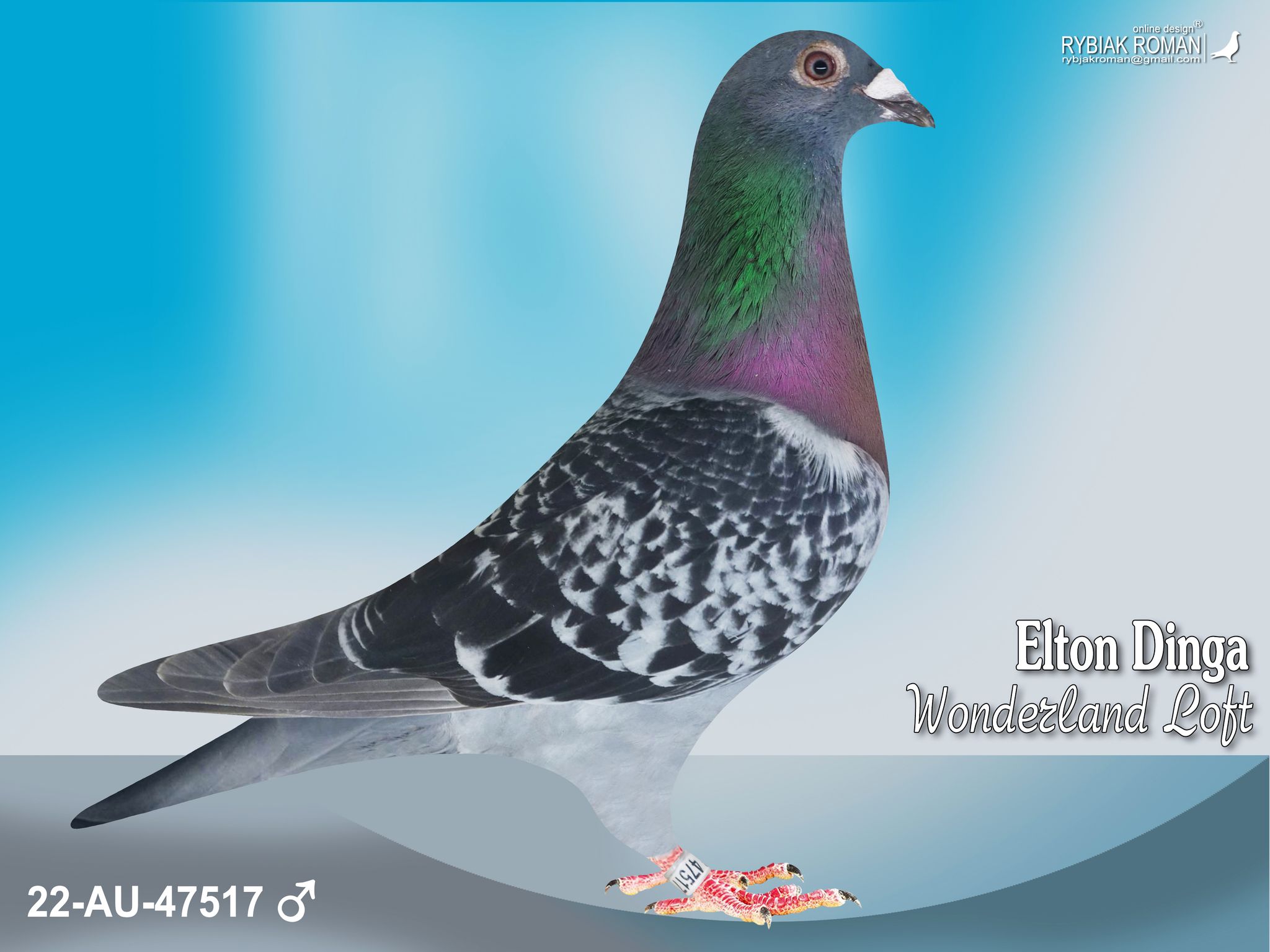 iPigeon.com - Racing Pigeon Auction
