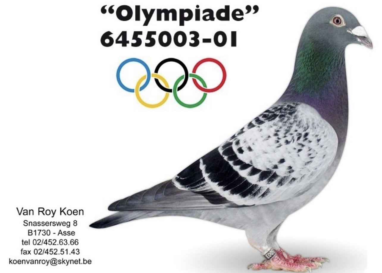 iPigeon.com - Racing Pigeon Auction