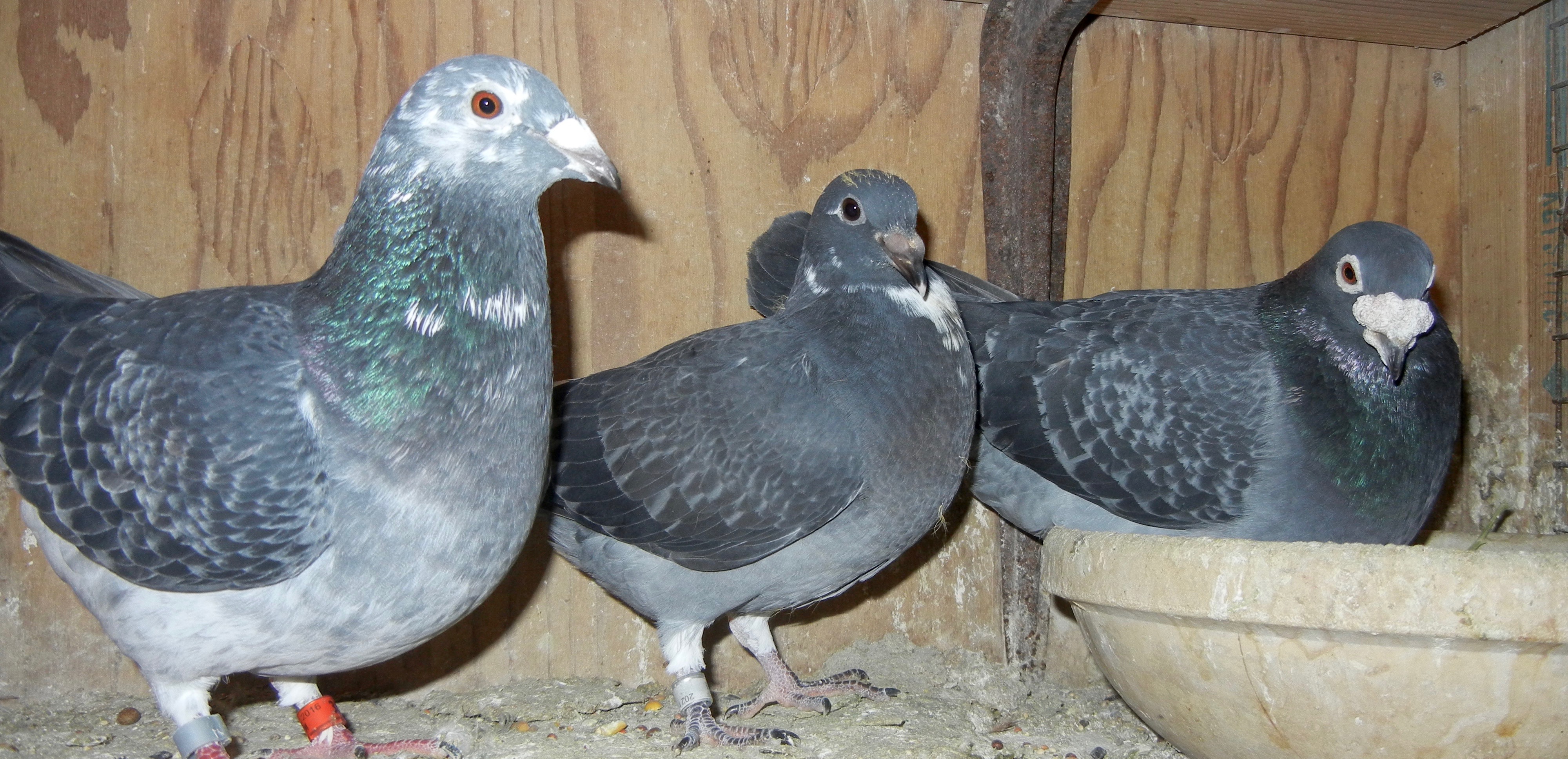 iPigeon.com - Racing Pigeon Auction