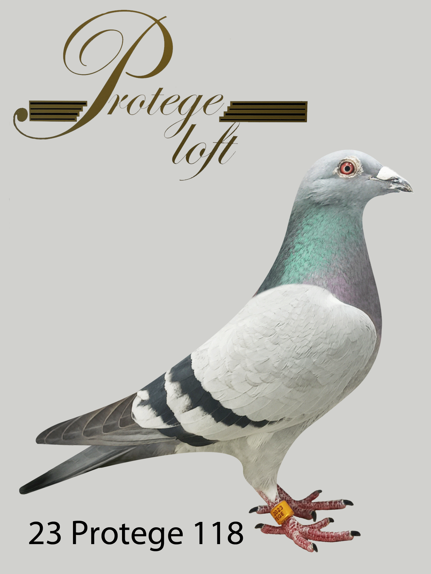 iPigeon.com - Racing Pigeon Auction