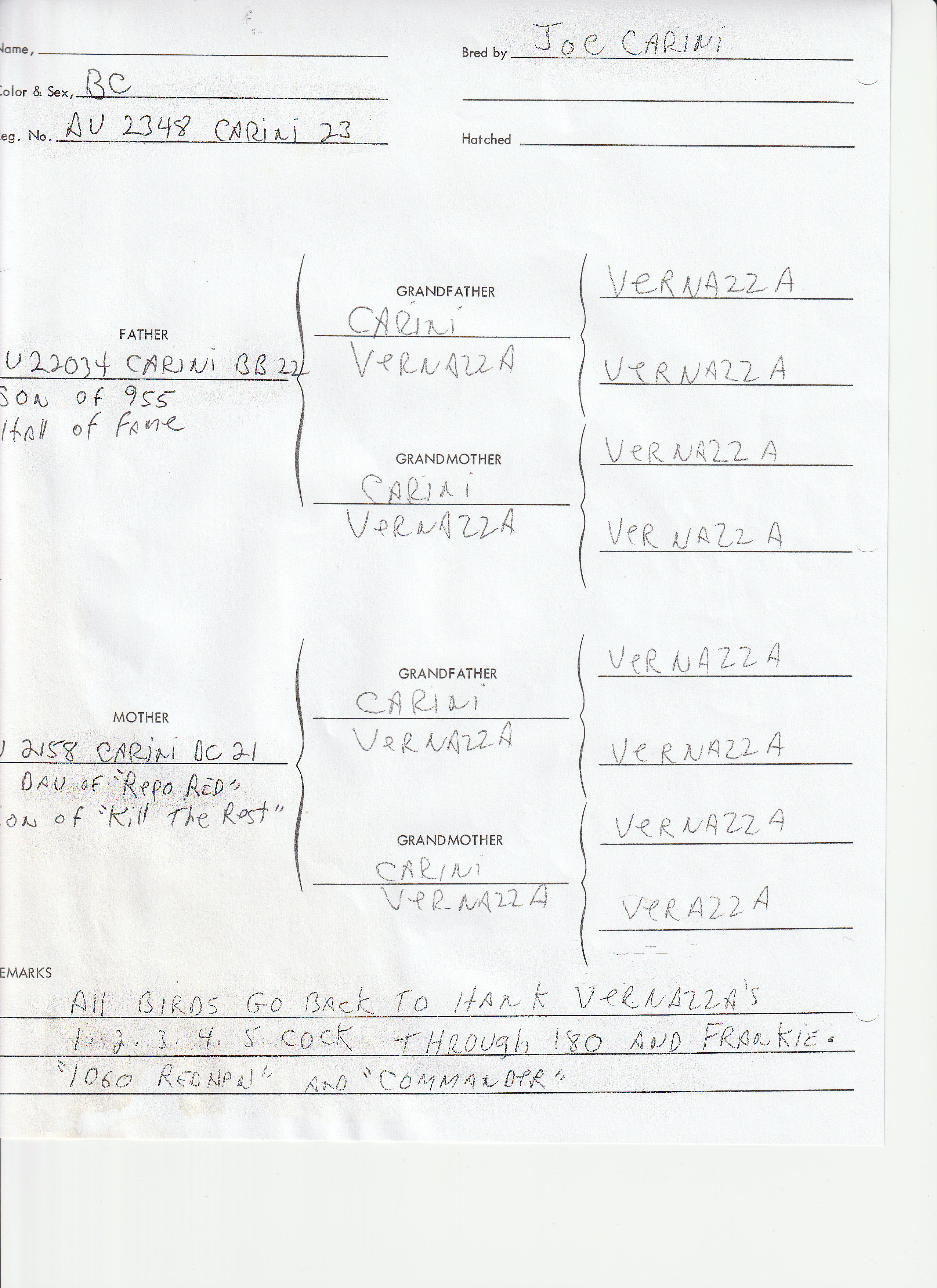 iPigeon.com - Racing Pigeon Auction