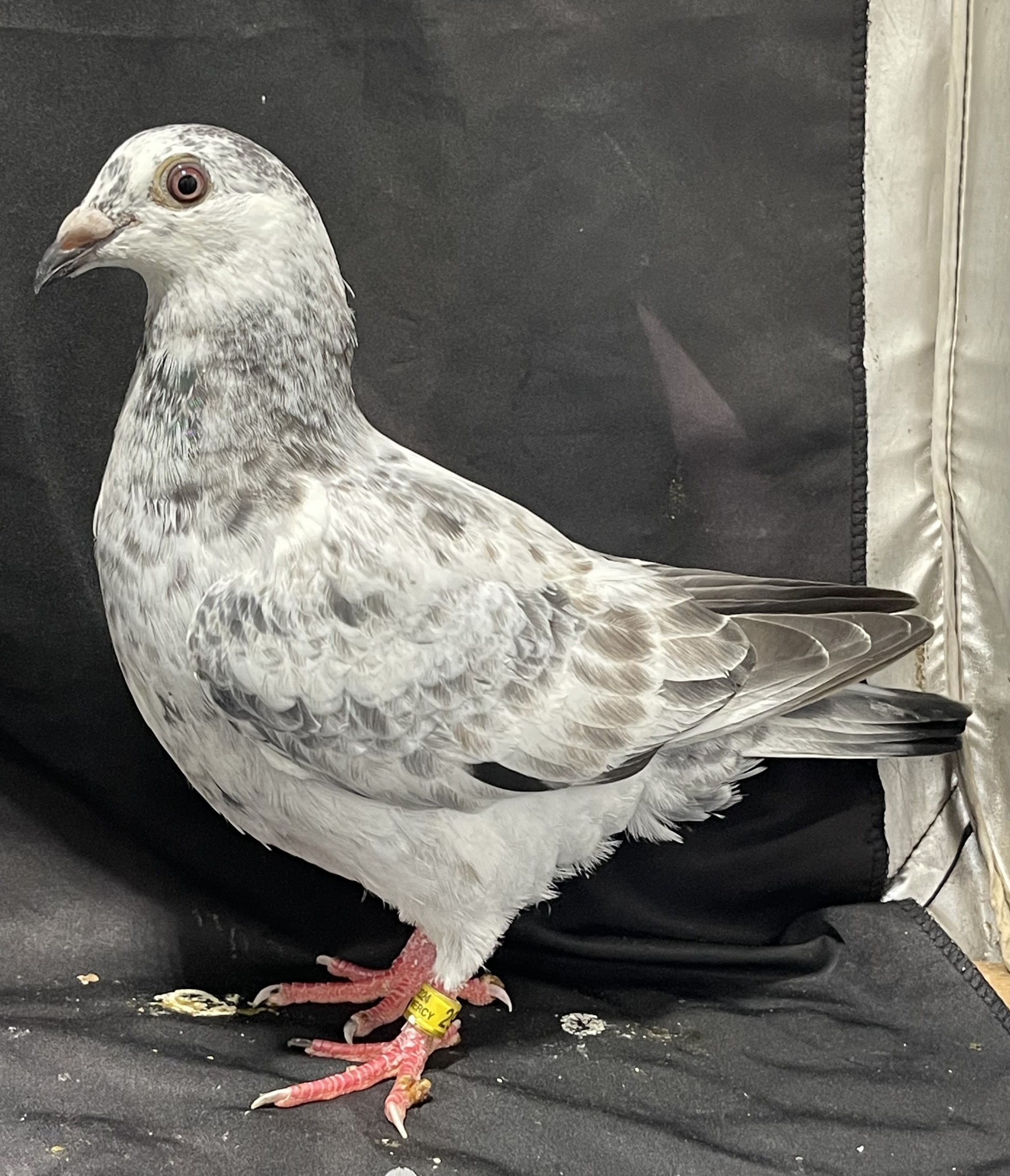 iPigeon.com - Racing Pigeon Auction