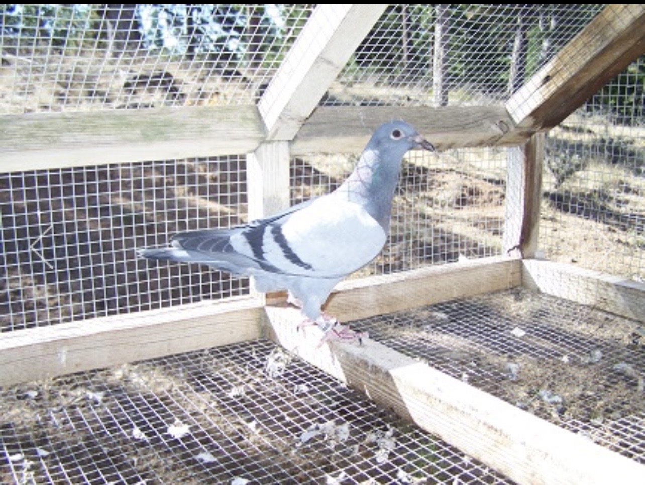 iPigeon.com - Racing Pigeon Auction