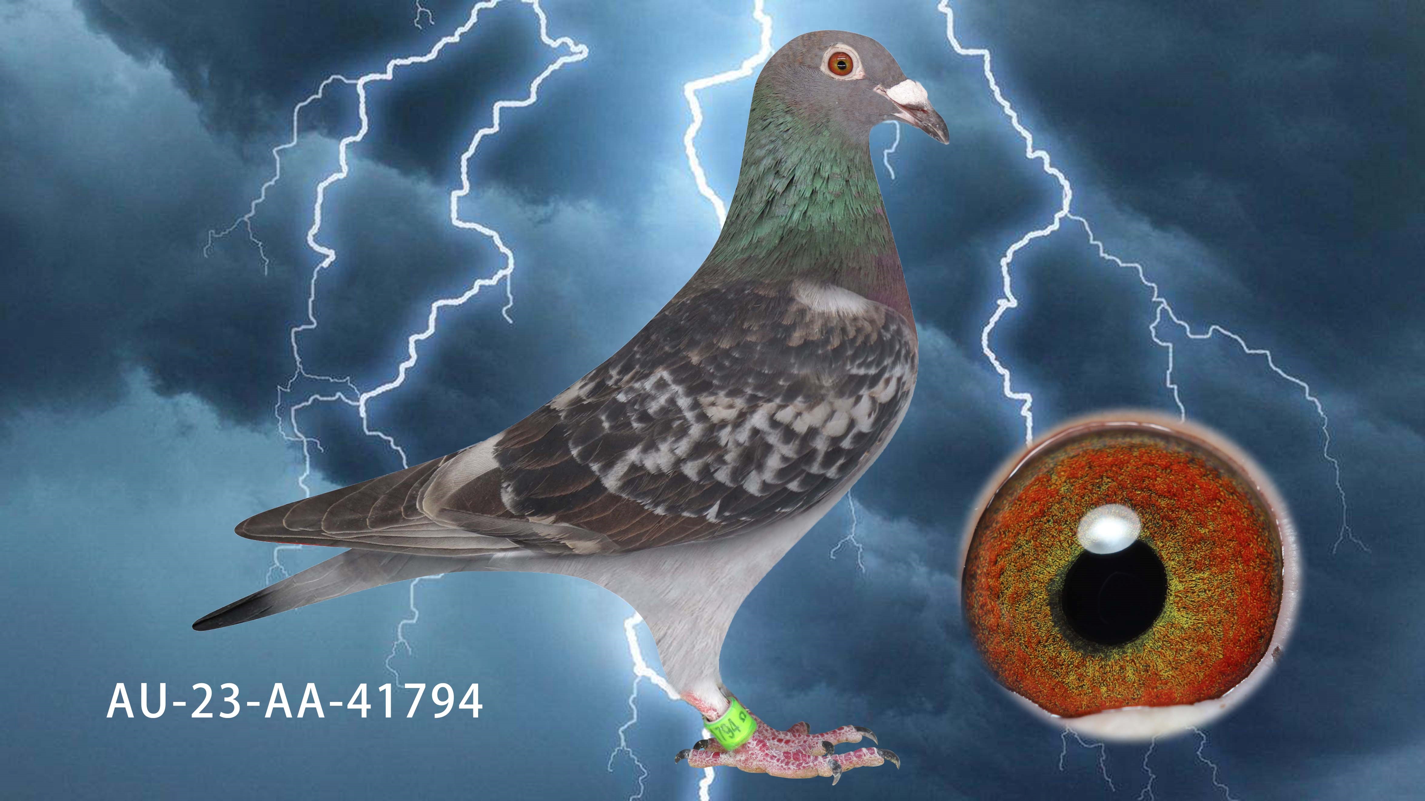 iPigeon.com - Racing Pigeon Auction