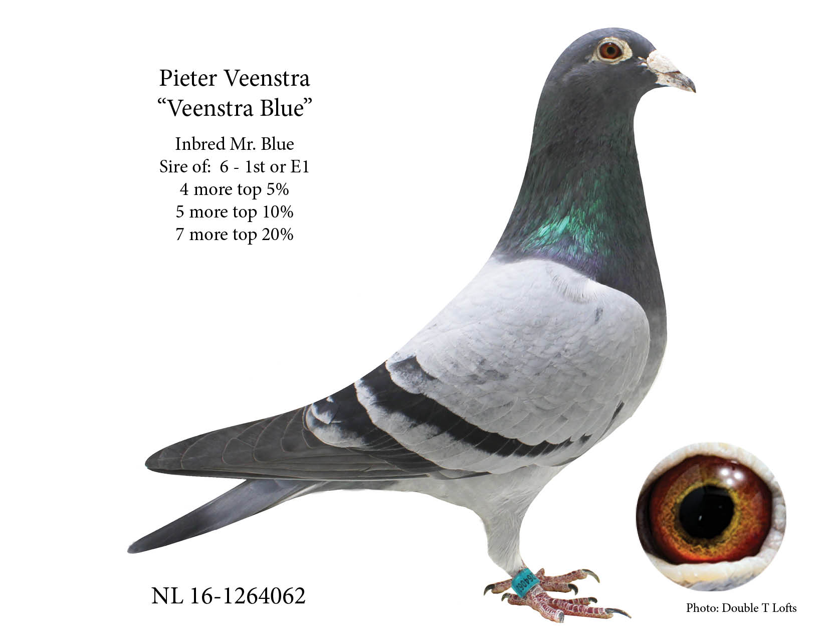 iPigeon.com - Racing Pigeon Auction