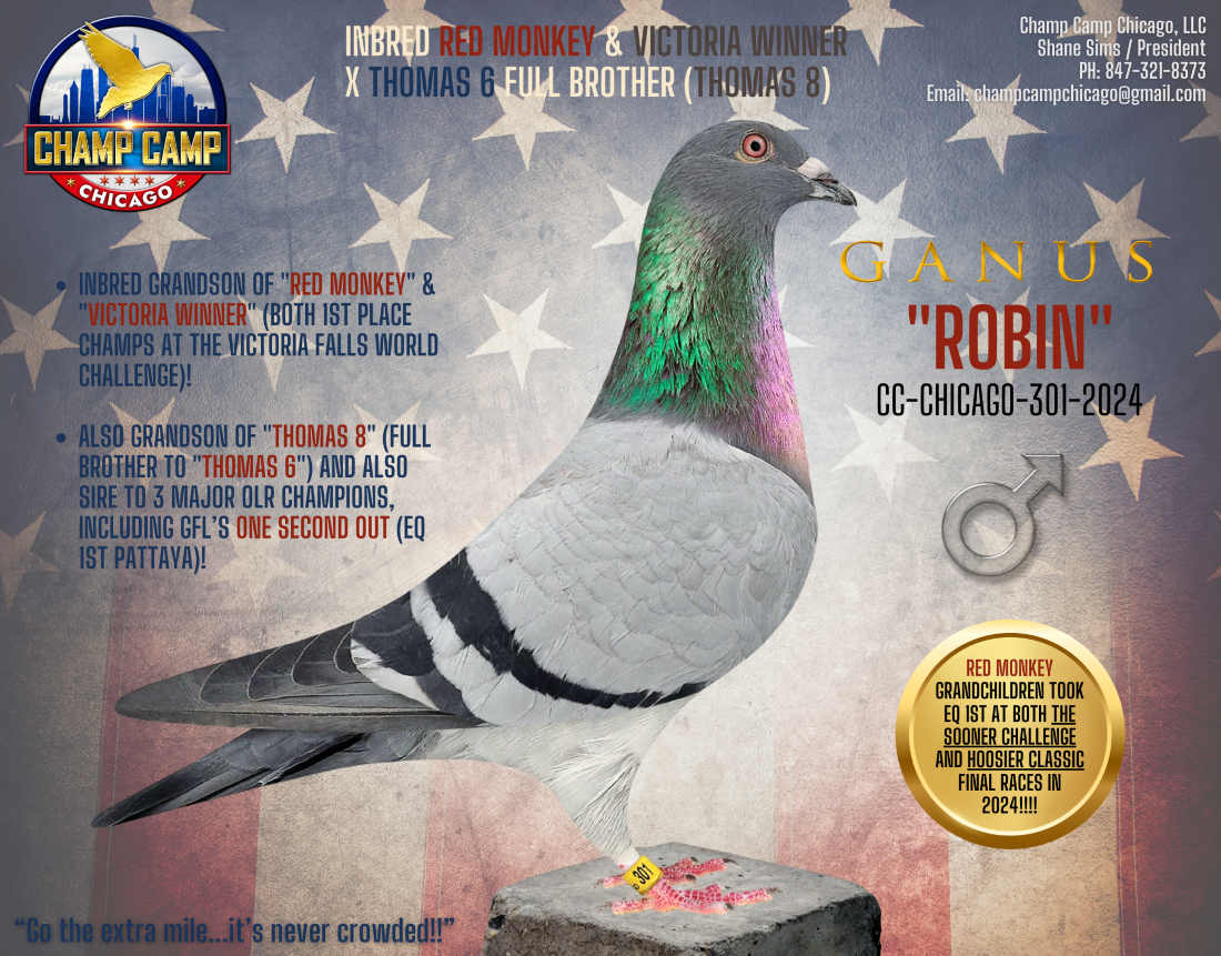 iPigeon.com - Racing Pigeon Auction