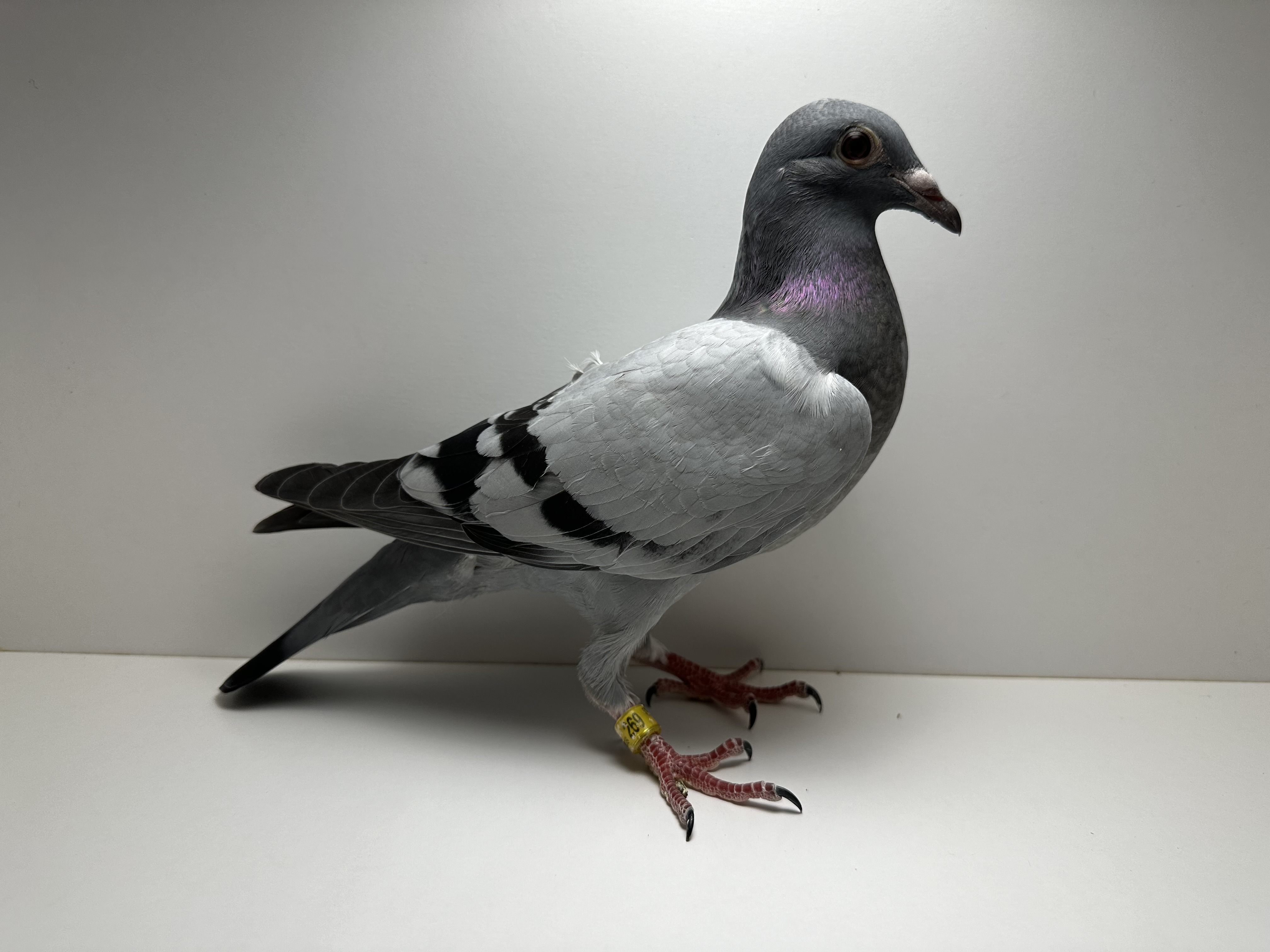 iPigeon.com - Racing Pigeon Auction
