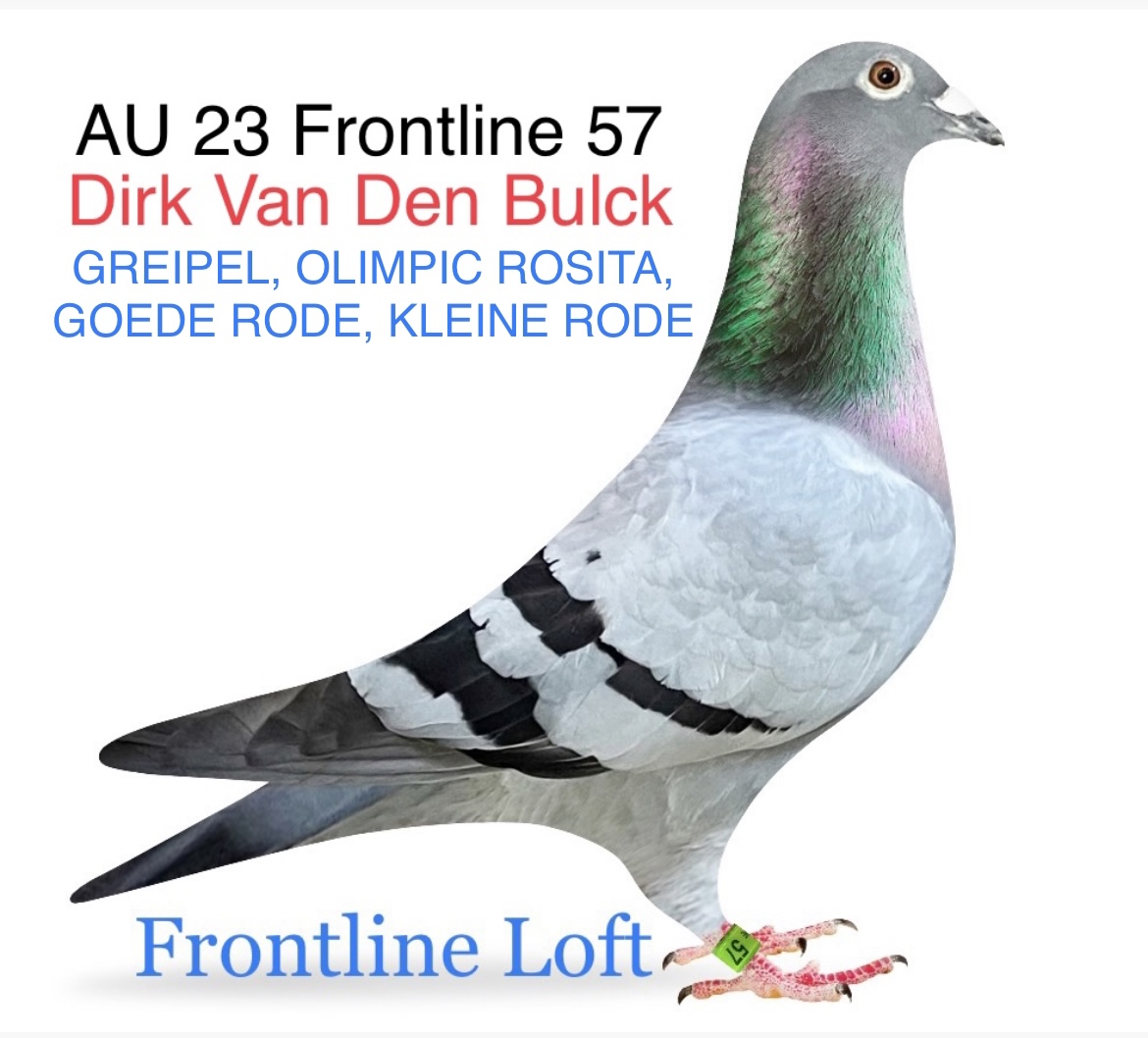 iPigeon.com - Racing Pigeon Auction