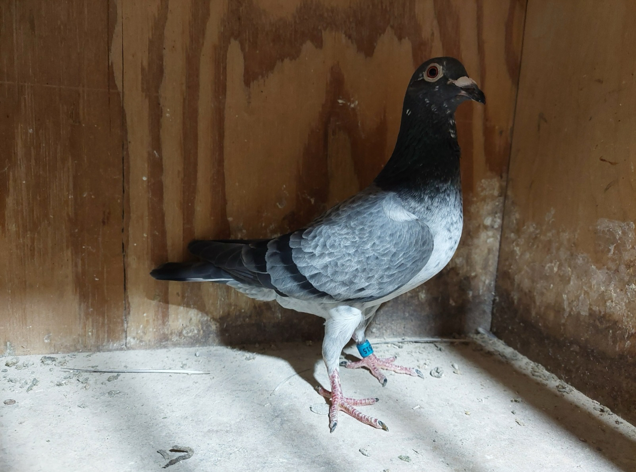 iPigeon.com - Racing Pigeon Auction