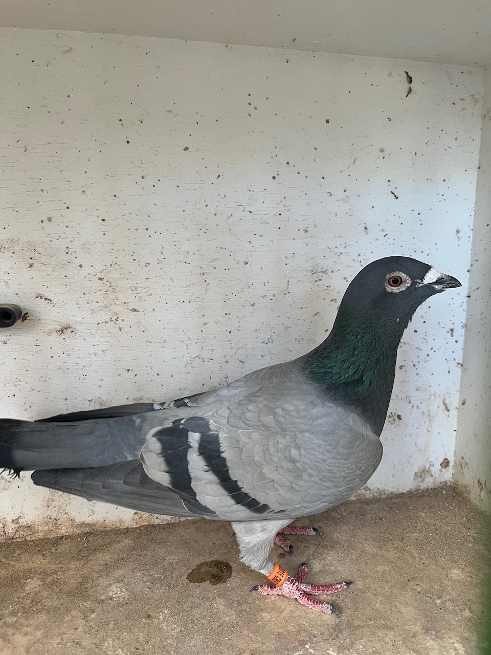 iPigeon.com - Racing Pigeon Auction