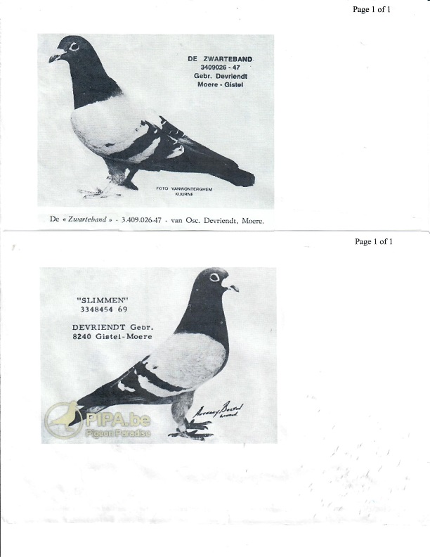 iPigeon.com - Racing Pigeon Auction