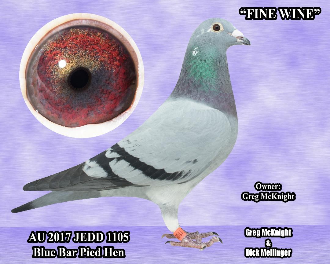 iPigeon.com - Racing Pigeon Auction