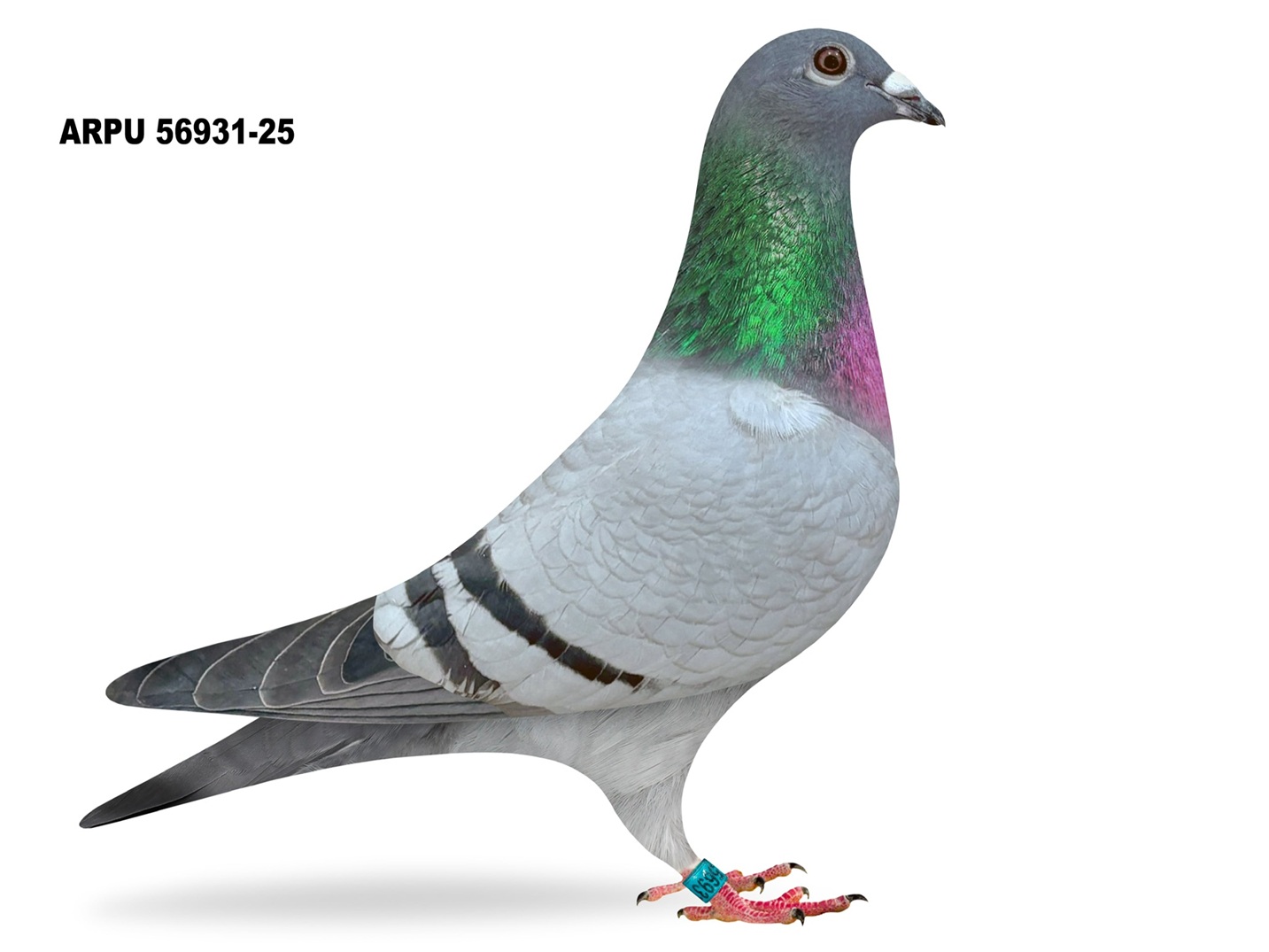 iPigeon.com - Racing Pigeon Auction
