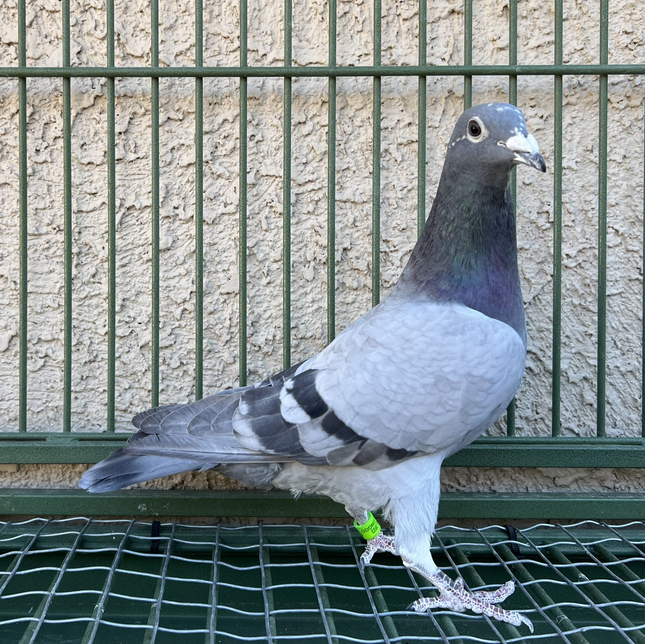 iPigeon.com - Racing Pigeon Auction