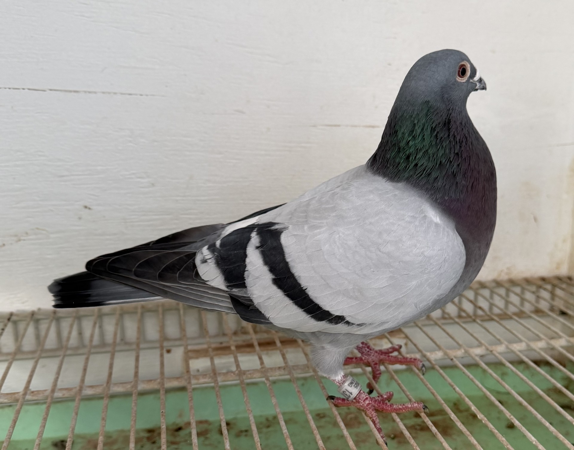 iPigeon.com - Racing Pigeon Auction