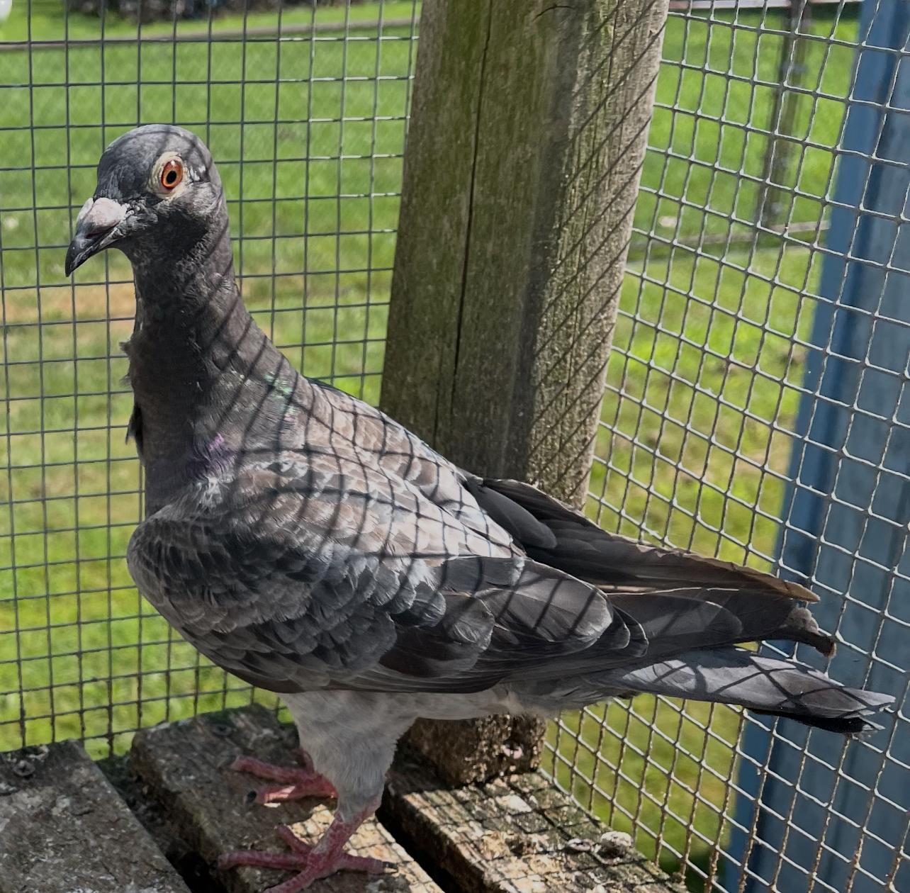 iPigeon.com - Racing Pigeon Auction