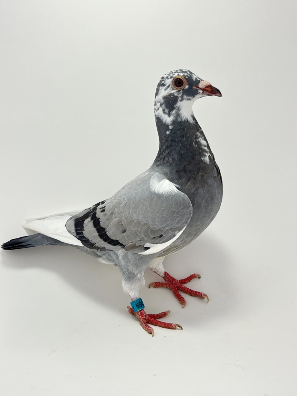 iPigeon.com - Racing Pigeon Auction