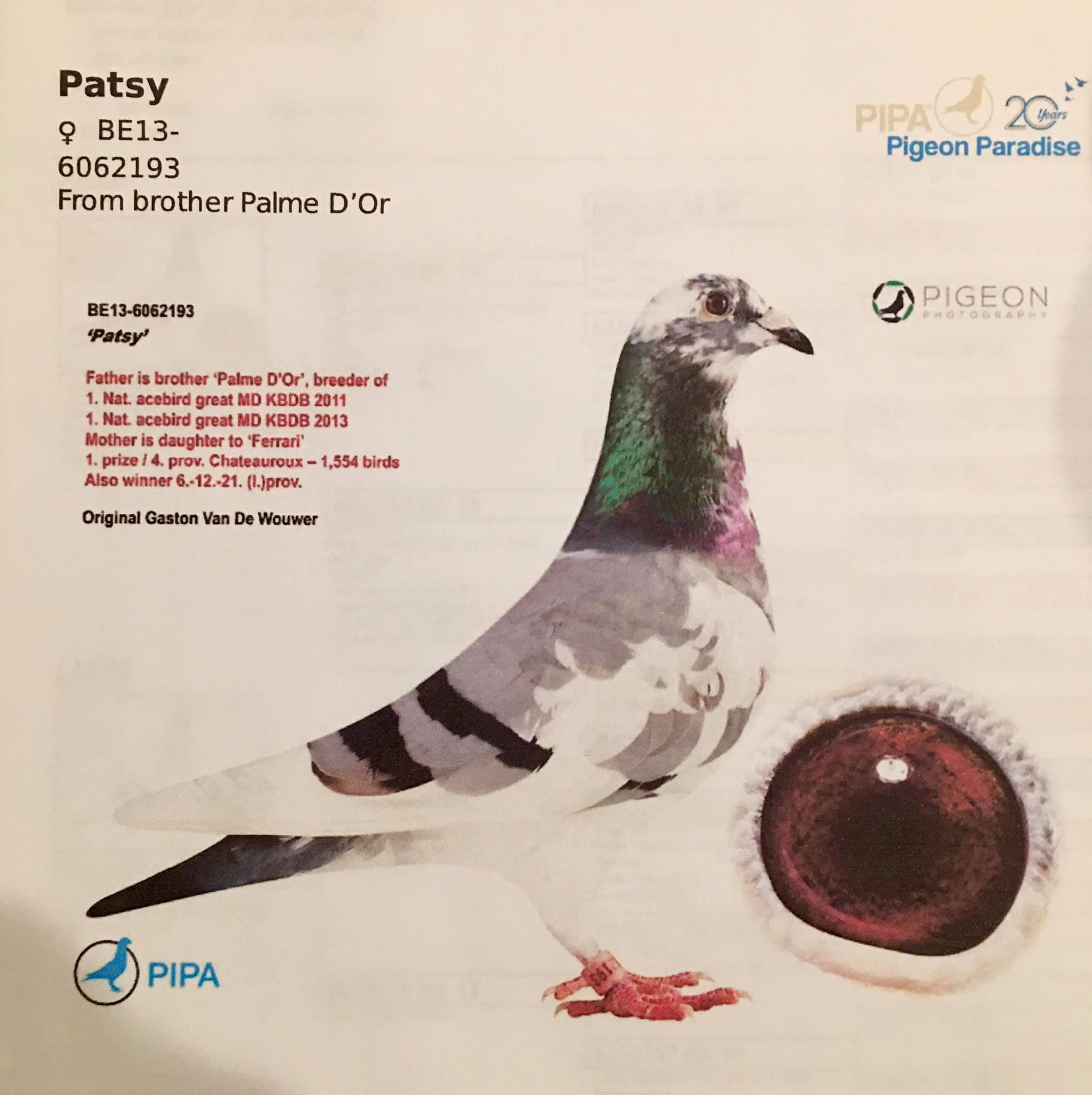 iPigeon.com - Racing Pigeon Auction