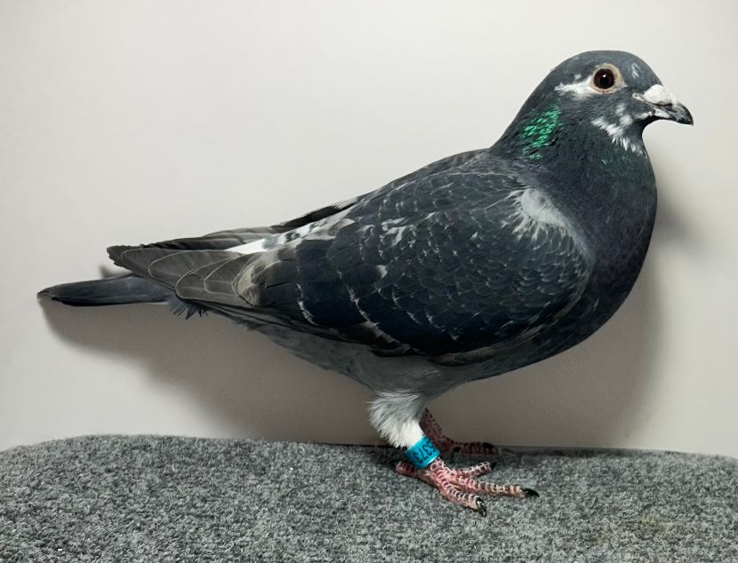 iPigeon.com - Racing Pigeon Auction