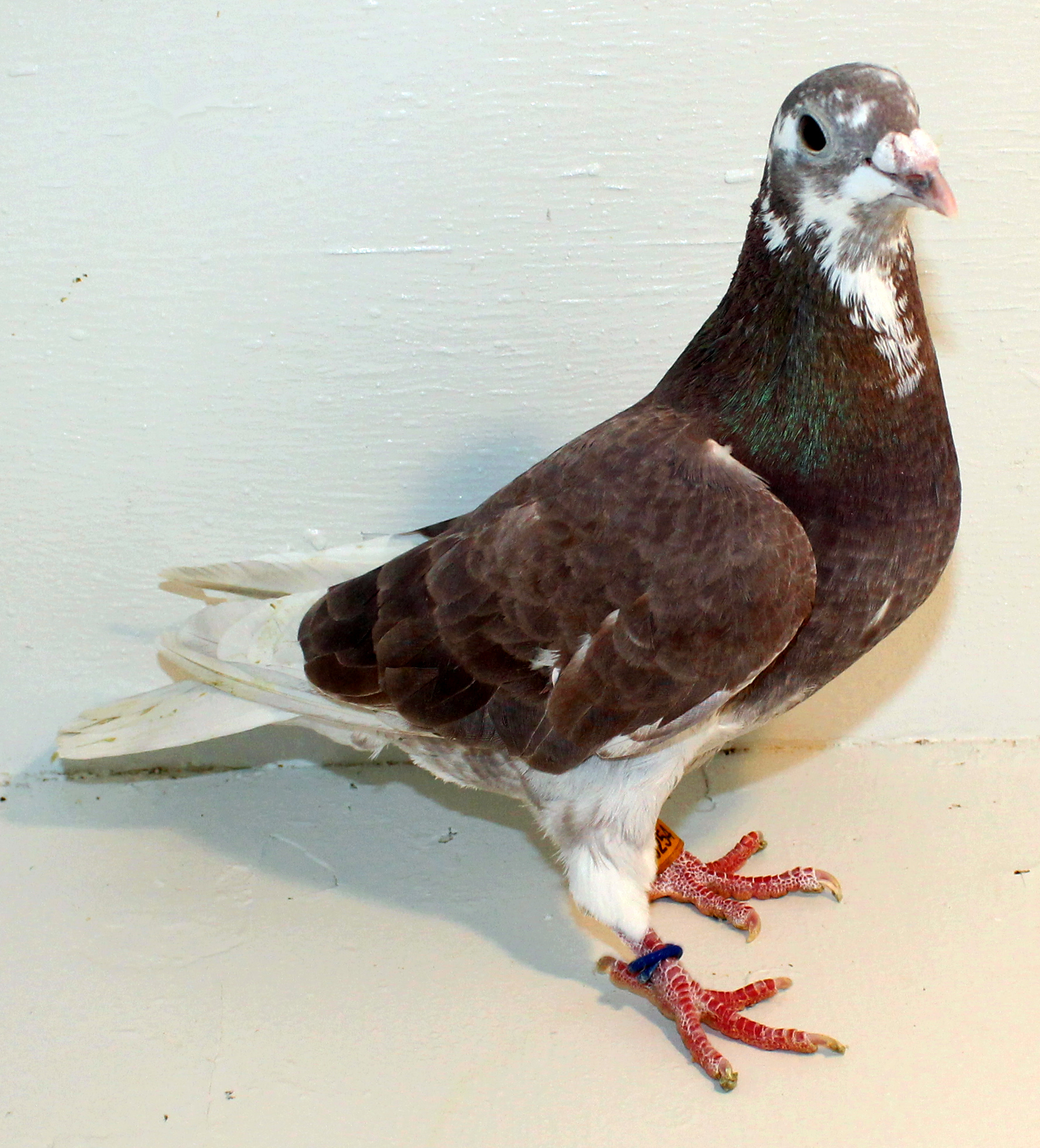 iPigeon.com - Racing Pigeon Auction