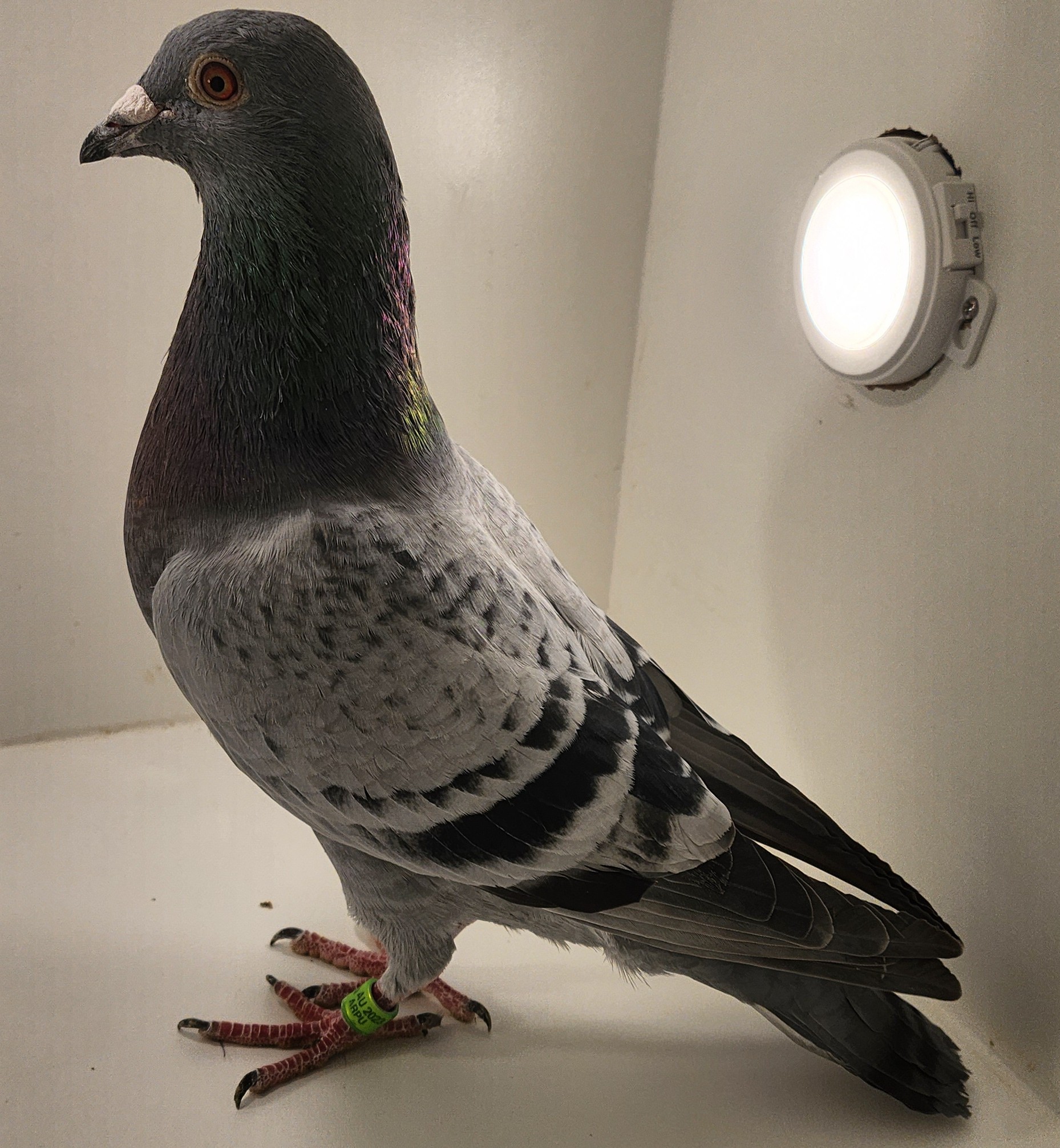 iPigeon.com - Racing Pigeon Auction