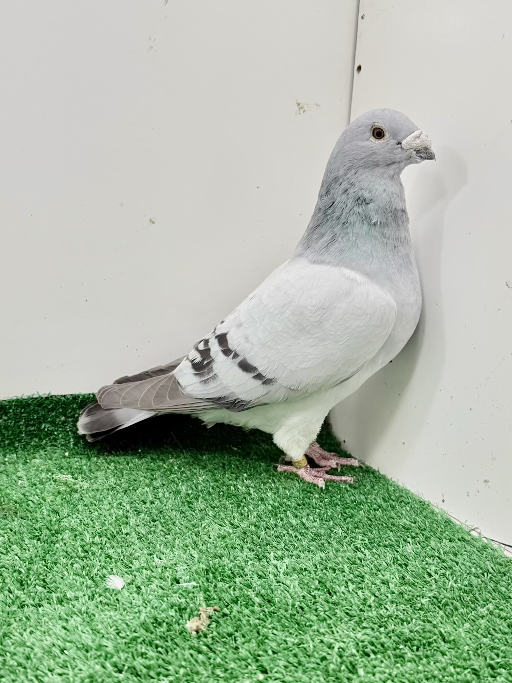 iPigeon.com - Racing Pigeon Auction