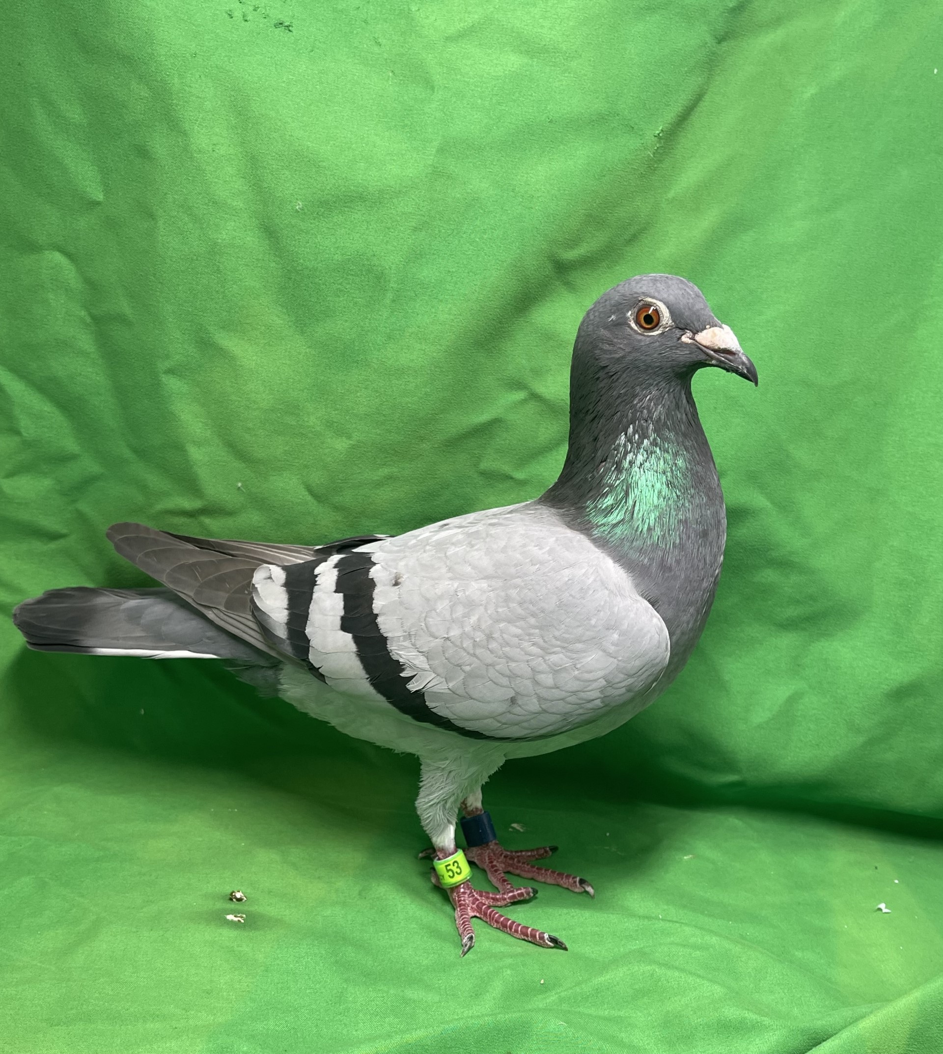 IPigeon Racing Pigeon Auction
