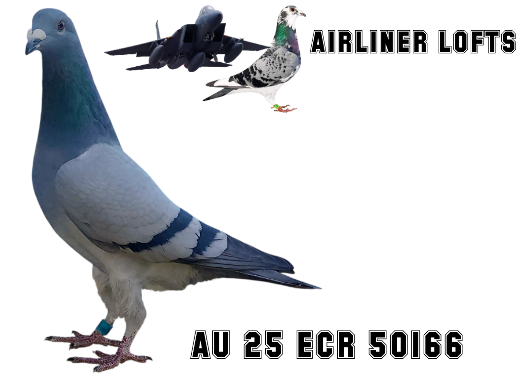 iPigeon.com - Racing Pigeon Auction