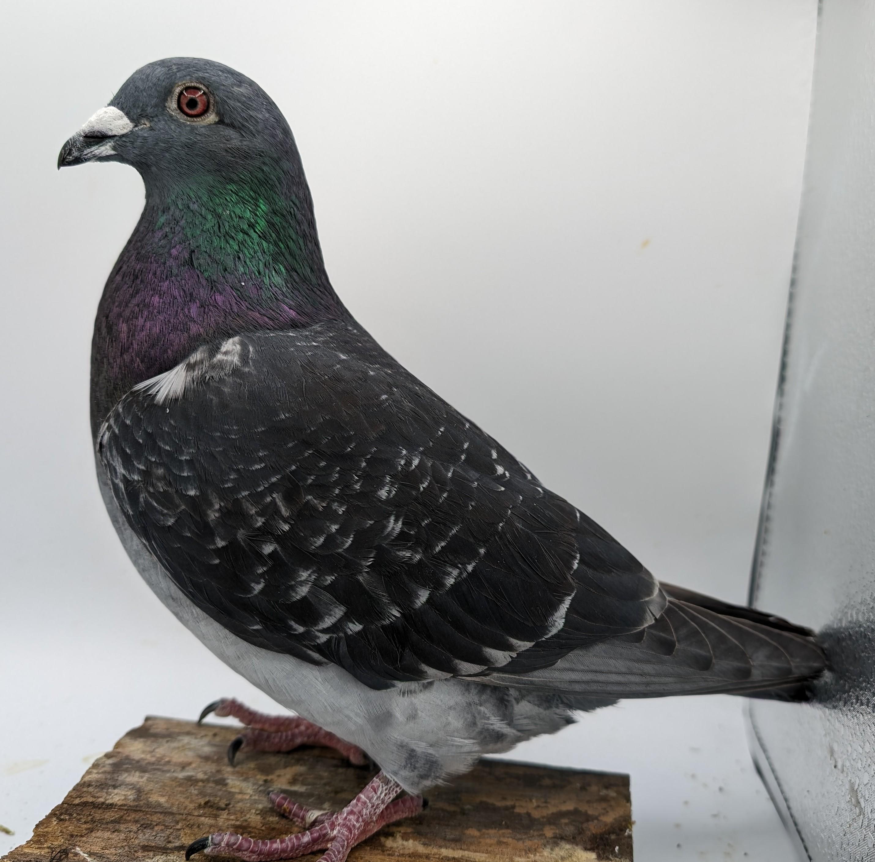 iPigeon.com - Racing Pigeon Auction