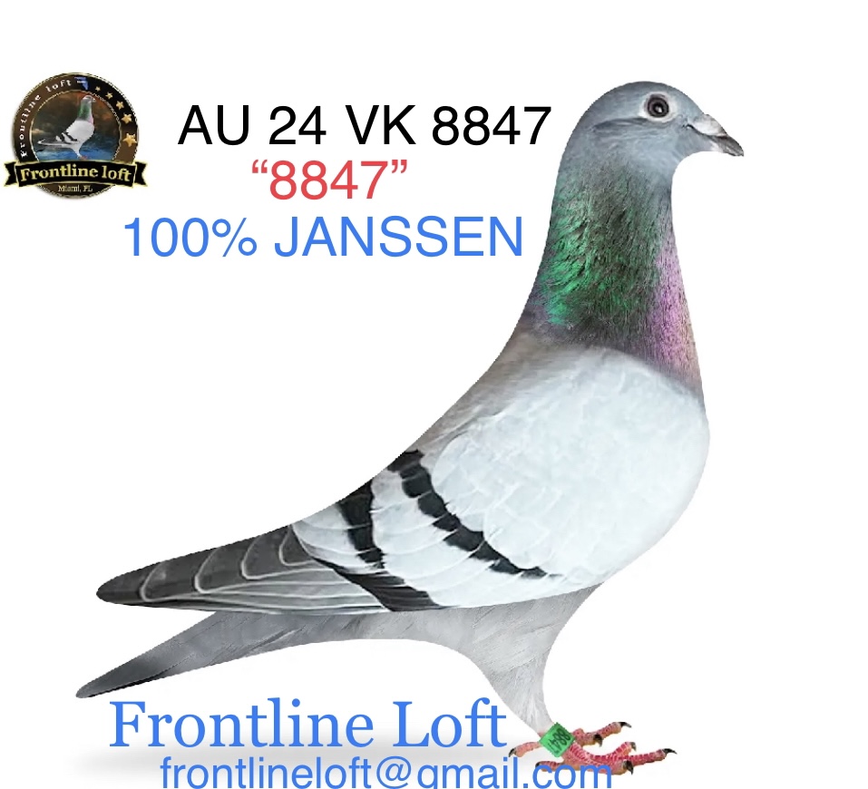 iPigeon.com - Racing Pigeon Auction