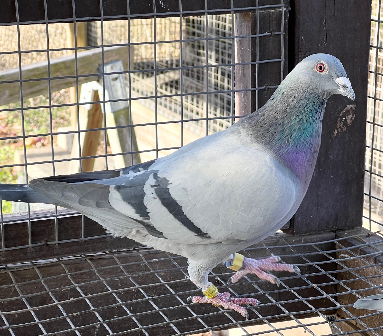 iPigeon.com - Racing Pigeon Auction