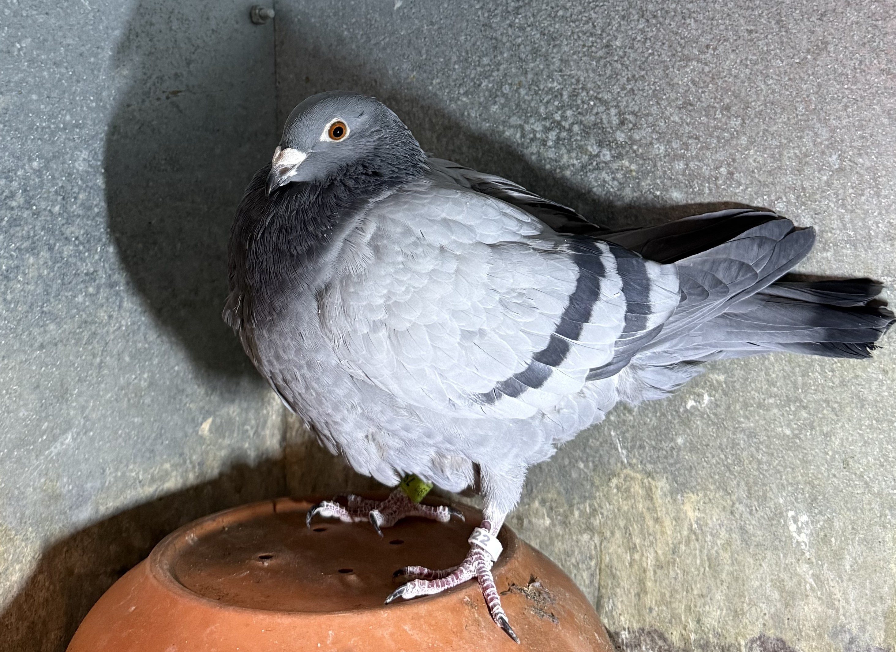 iPigeon.com - Racing Pigeon Auction