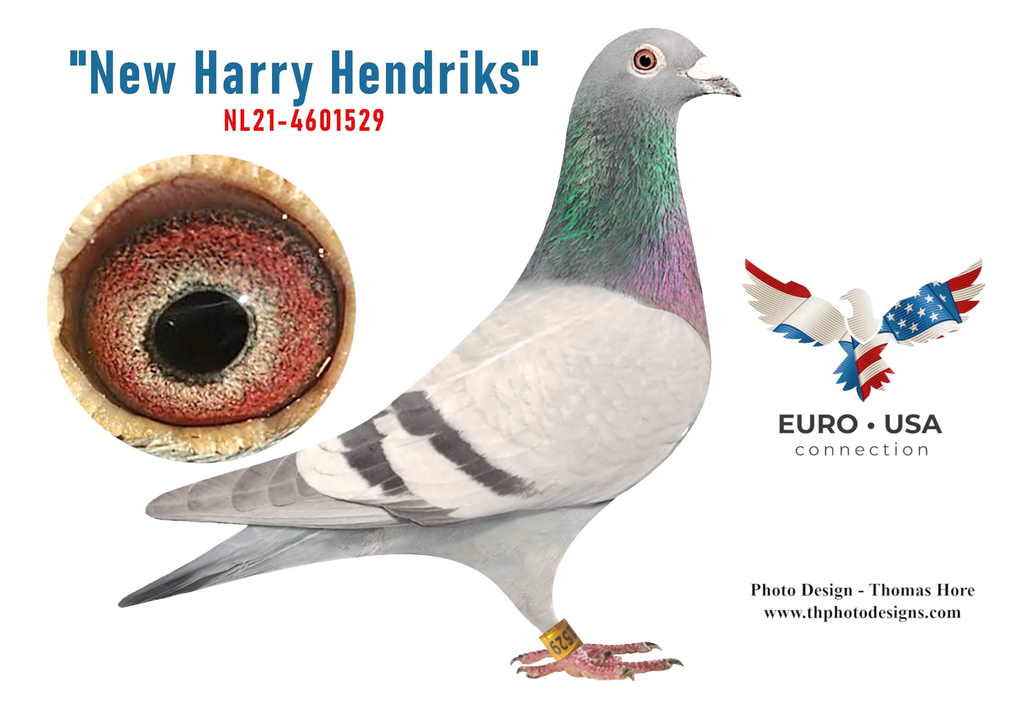 iPigeon.com - Racing Pigeon Auction